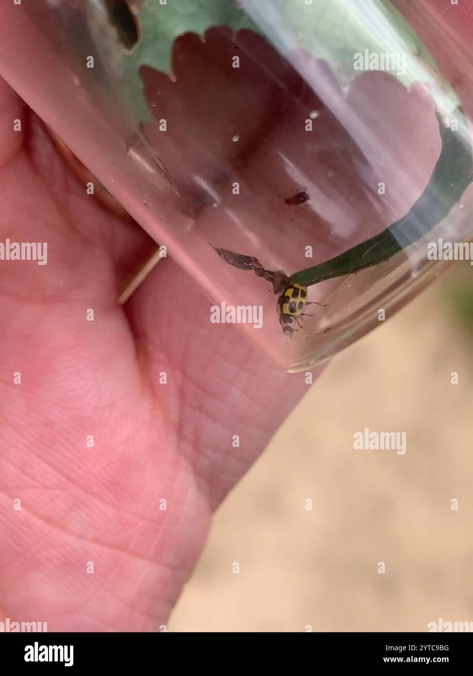 Fourteen-spotted Lady Beetle (Propylea quatuordecimpunctata Stock Photo ...