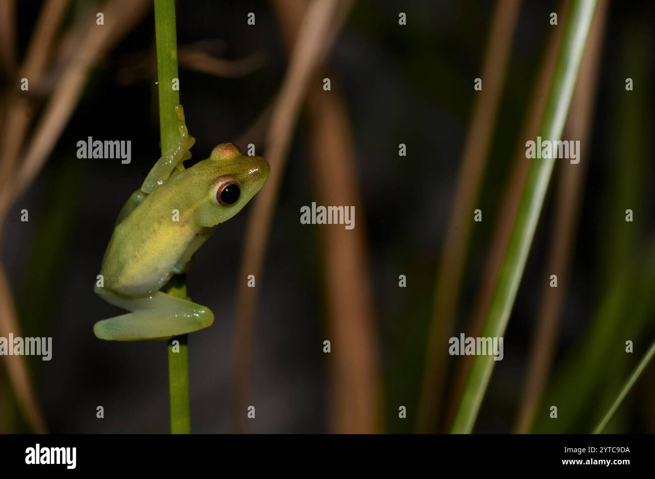 Sharp-headed Reed Frog (Hyperolius microps Stock Photo - Alamy