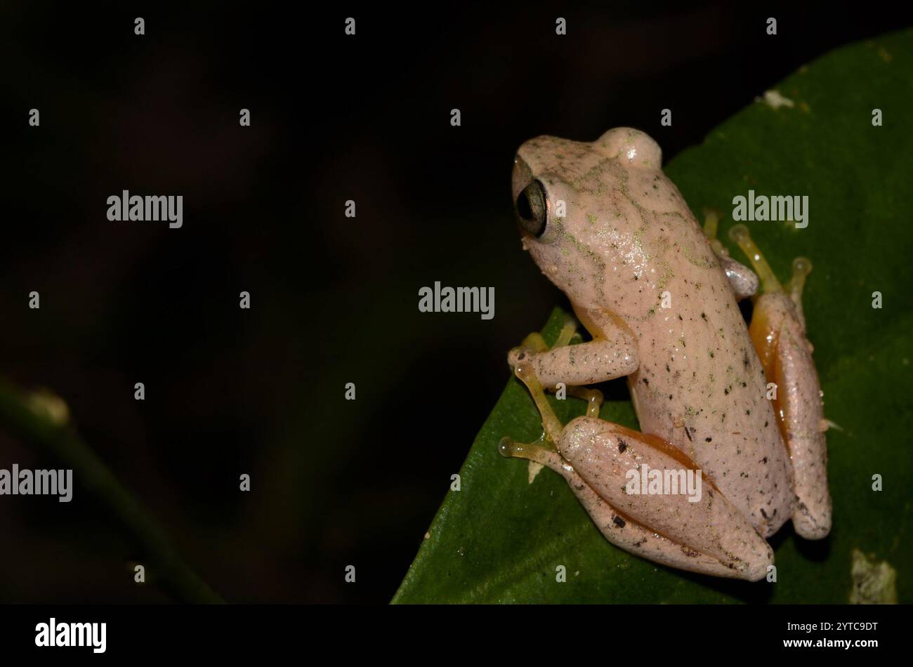 Tinker Reed Frog (Hyperolius tuberilinguis Stock Photo - Alamy