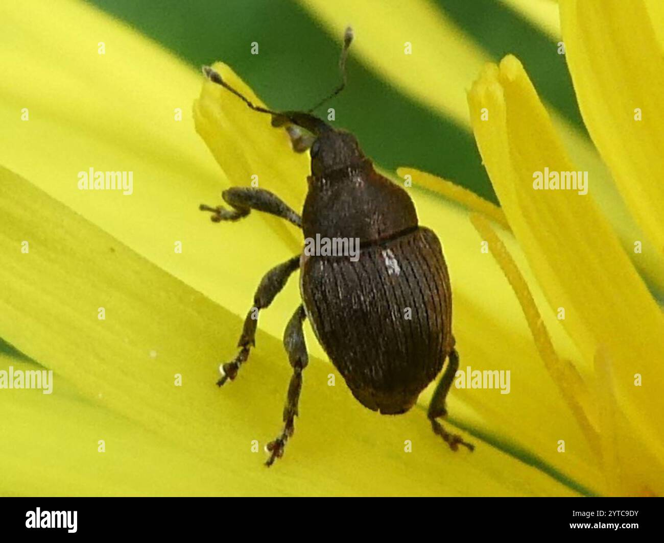 Punctiger hi-res stock photography and images - Alamy