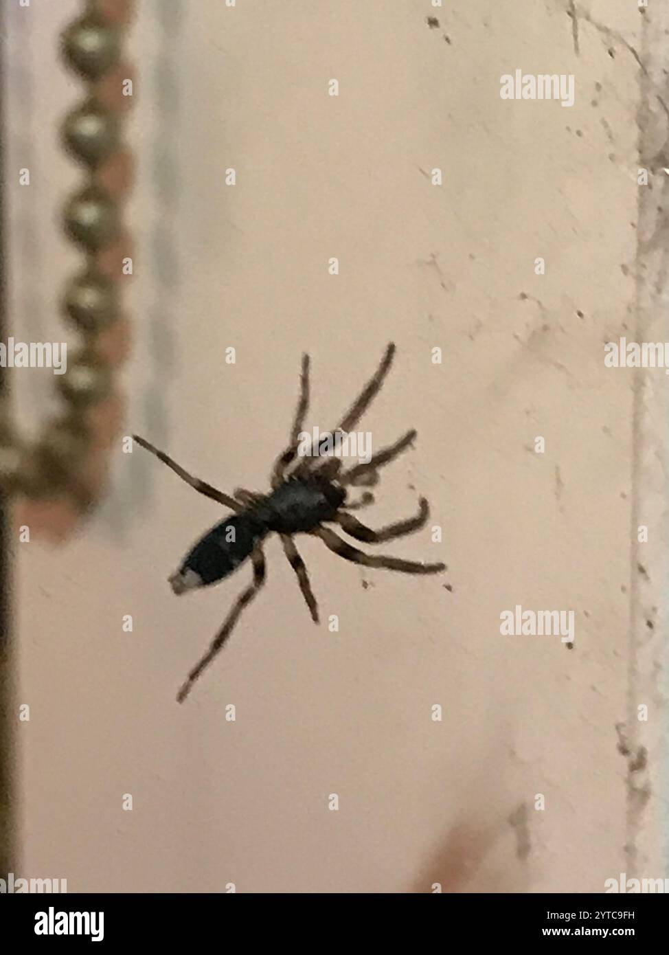 White-tailed Spiders (Lampona Stock Photo - Alamy