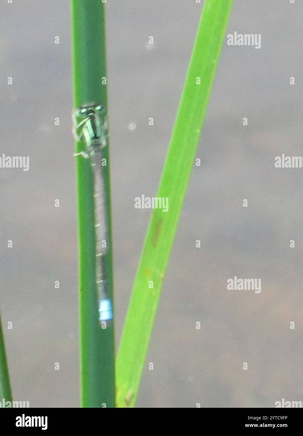 Eastern Forktail (Ischnura verticalis Stock Photo - Alamy