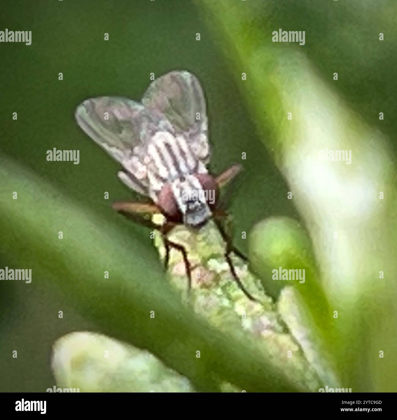 Shoot Flies (Atherigona Stock Photo - Alamy