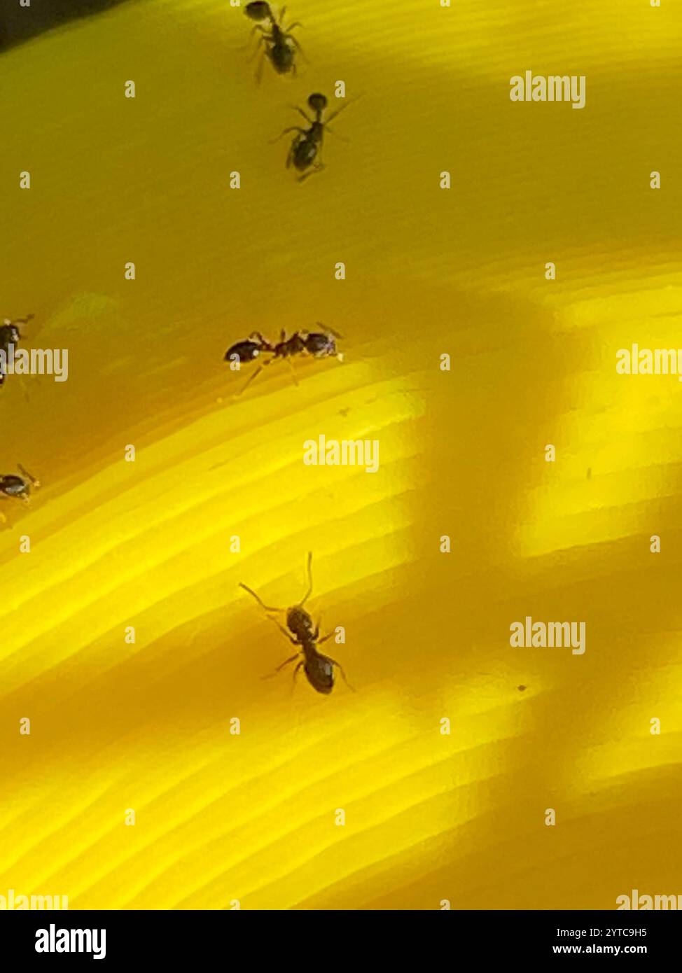 Common Trailing Ant (Monomorium minimum Stock Photo - Alamy