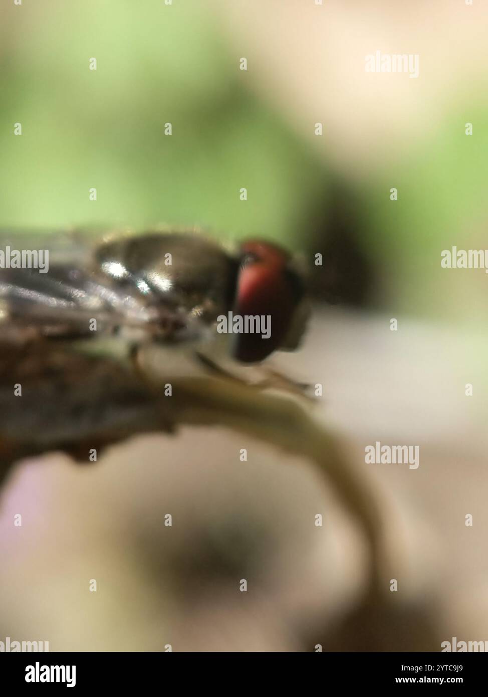 Hover Flies (Syrphidae Stock Photo - Alamy