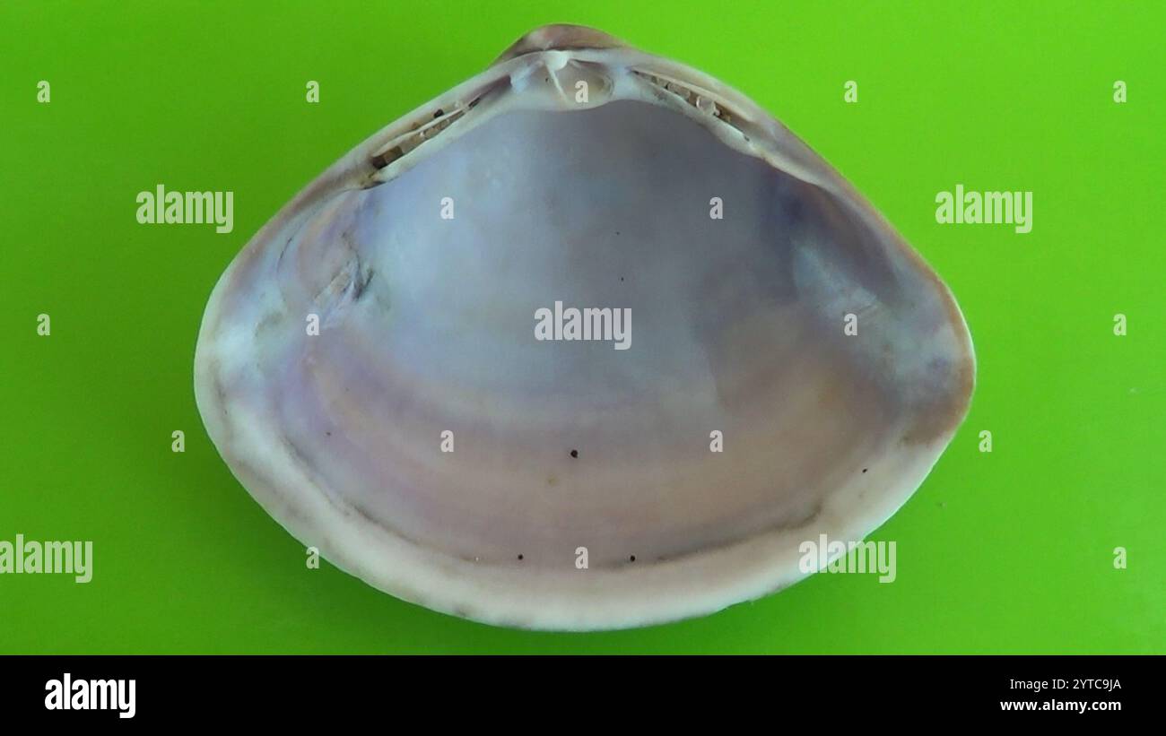 Rayed trough shell hi-res stock photography and images - Alamy