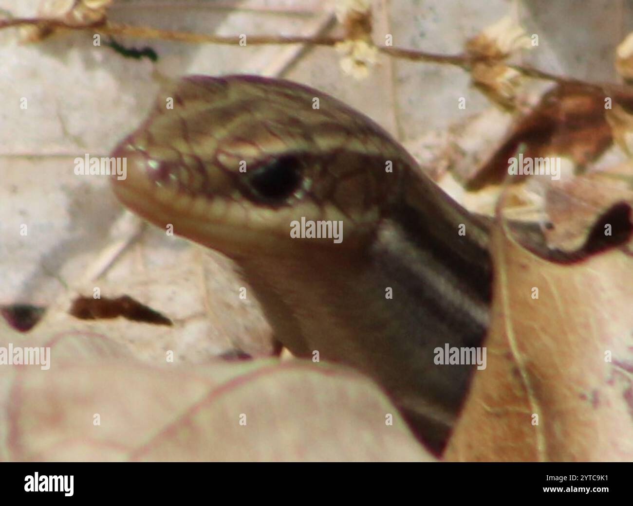 Toothy Skinks (Plestiodon Stock Photo - Alamy
