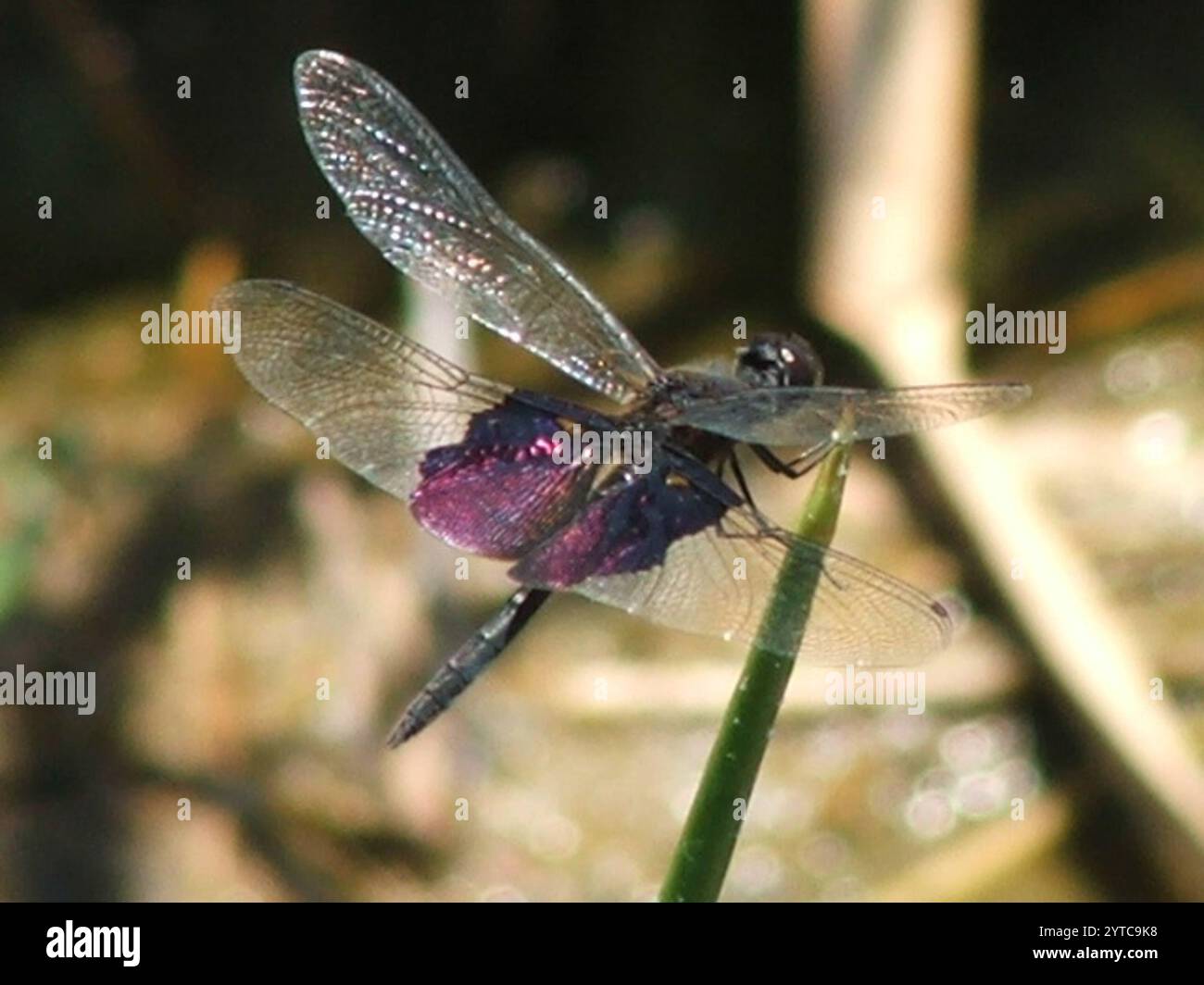 Phantom Flutterer (Rhyothemis semihyalina Stock Photo - Alamy