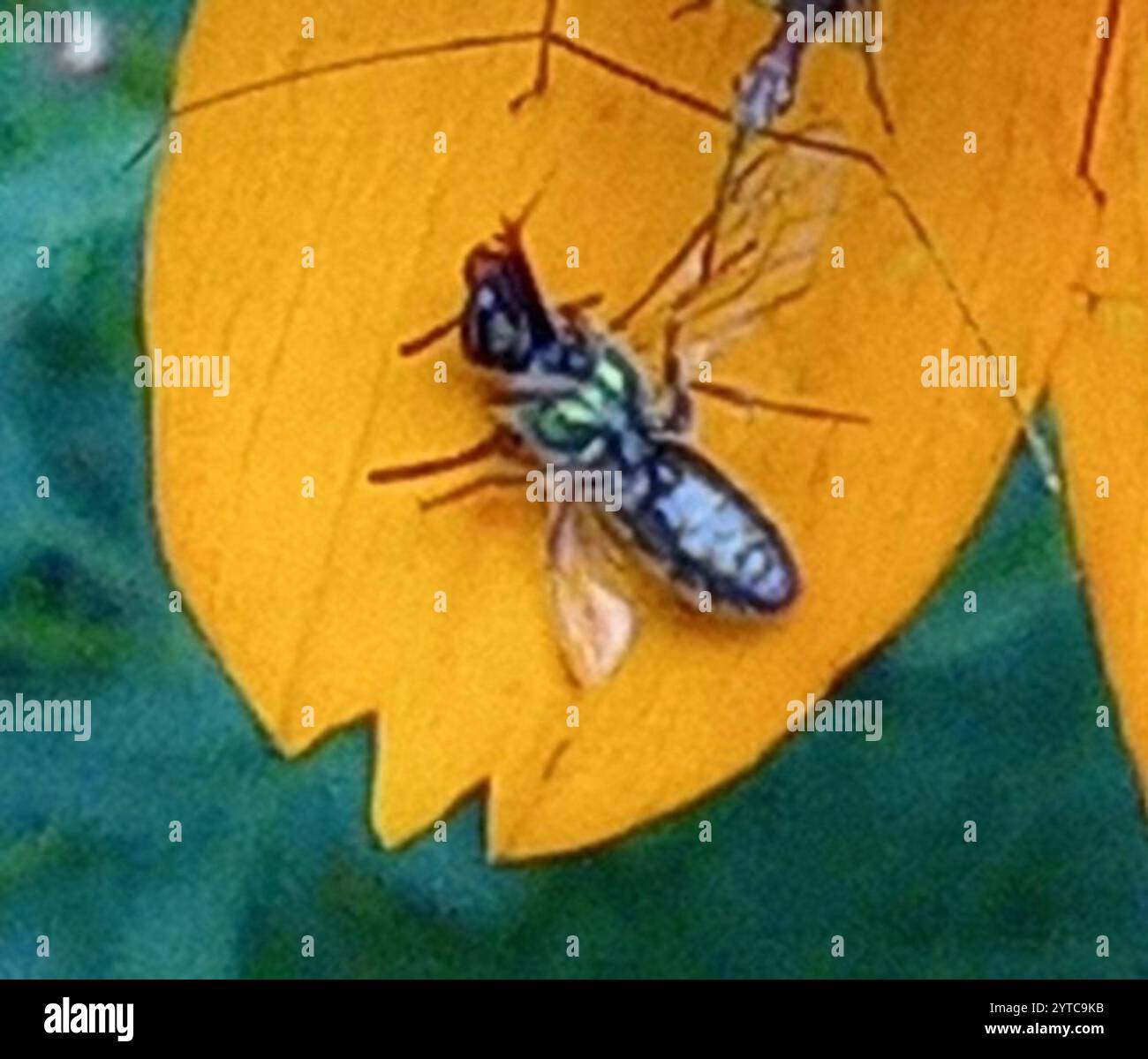 Sweat Bees (Halictidae Stock Photo - Alamy