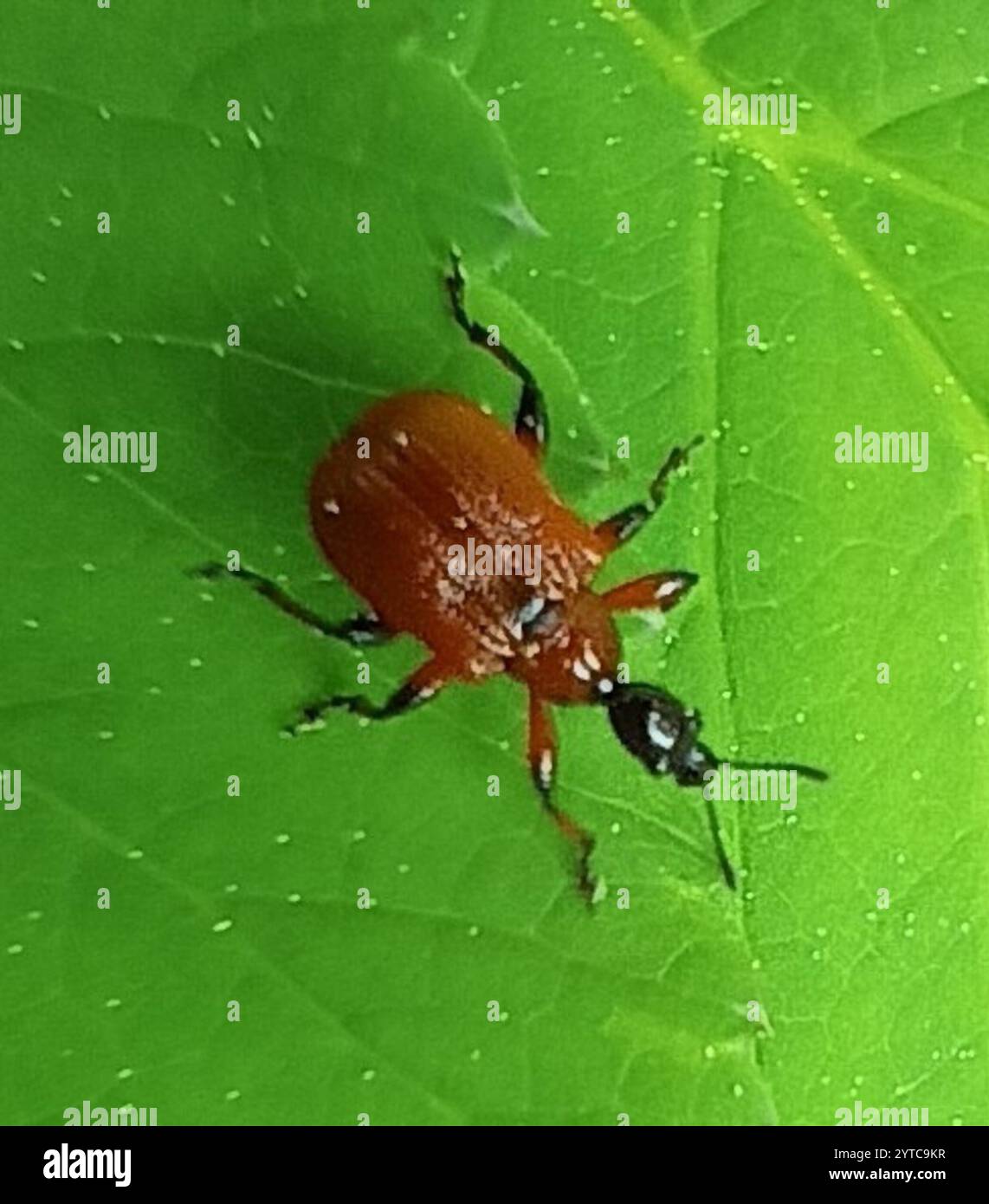 Hazel leaf-roller weevil (Apoderus coryli Stock Photo - Alamy