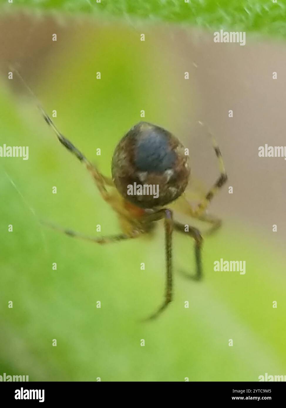 Comb-footed Spiders (Theridiidae Stock Photo - Alamy