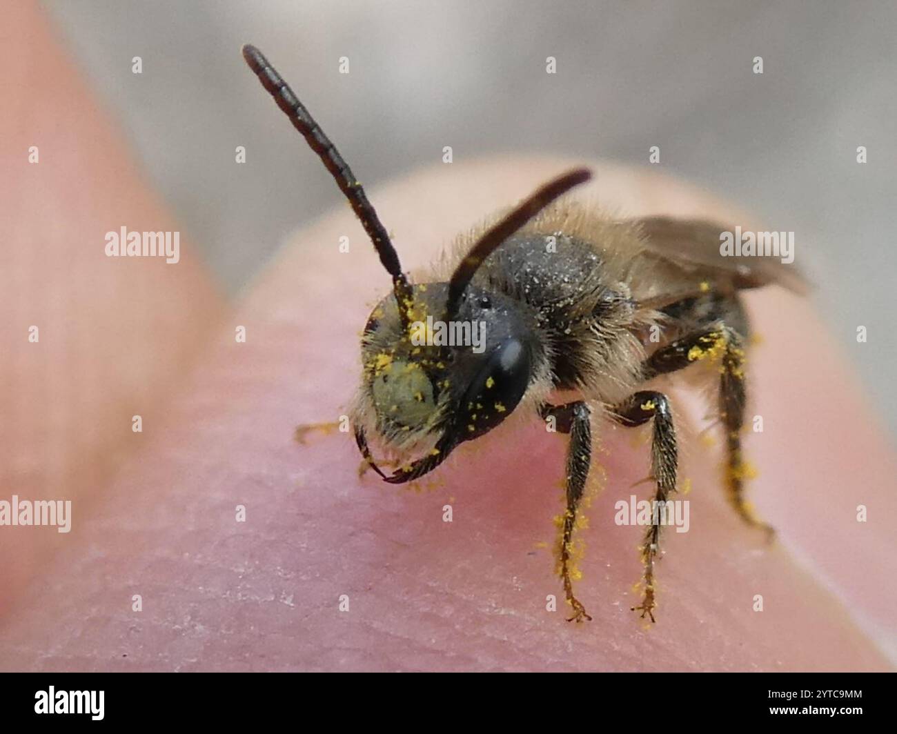 Smooth-faced Miner Bee (Andrena miserabilis Stock Photo - Alamy