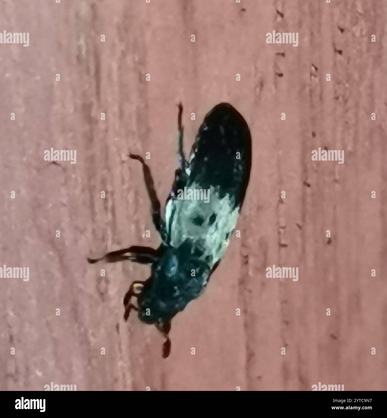Larder Beetle (Dermestes lardarius Stock Photo - Alamy