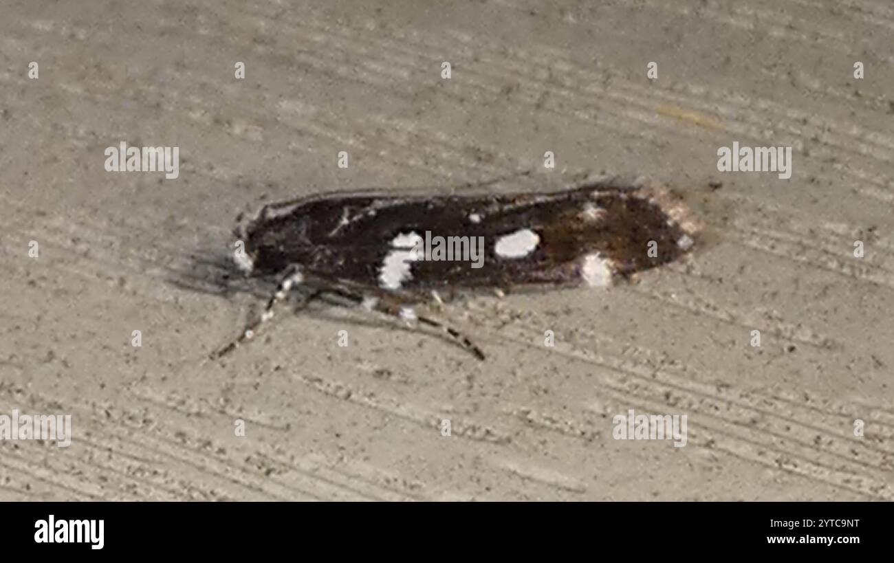 Six-spotted Aroga Moth (Aroga compositella Stock Photo - Alamy