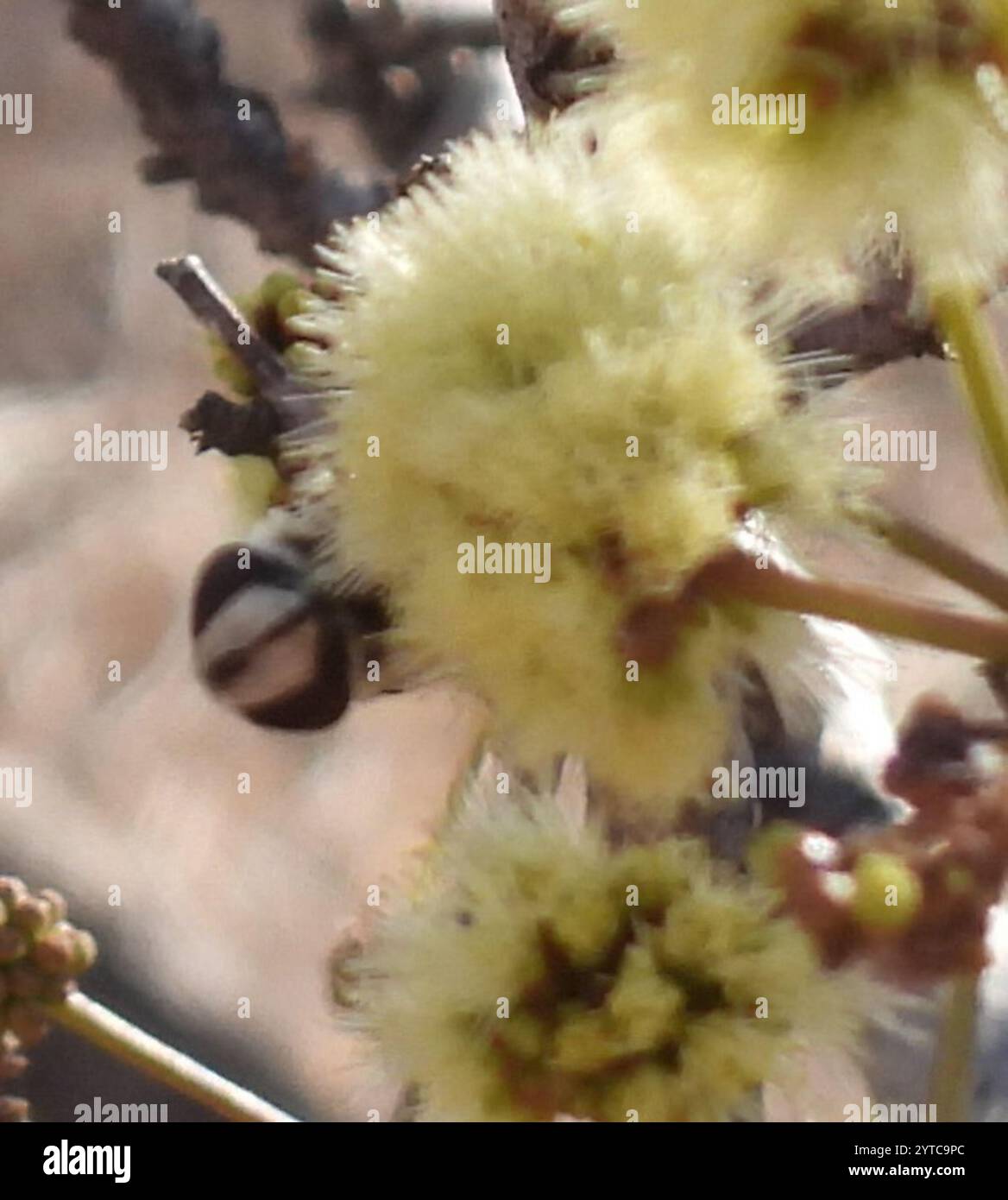 Yellow-spotted Bromeliad Fly (Copestylum avidum Stock Photo - Alamy