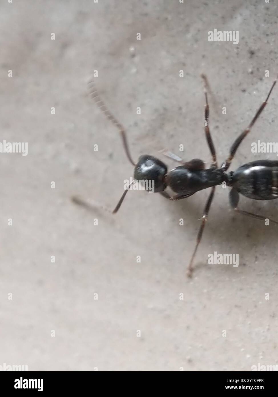 Nearctic Carpenter Ant (Camponotus nearcticus Stock Photo - Alamy