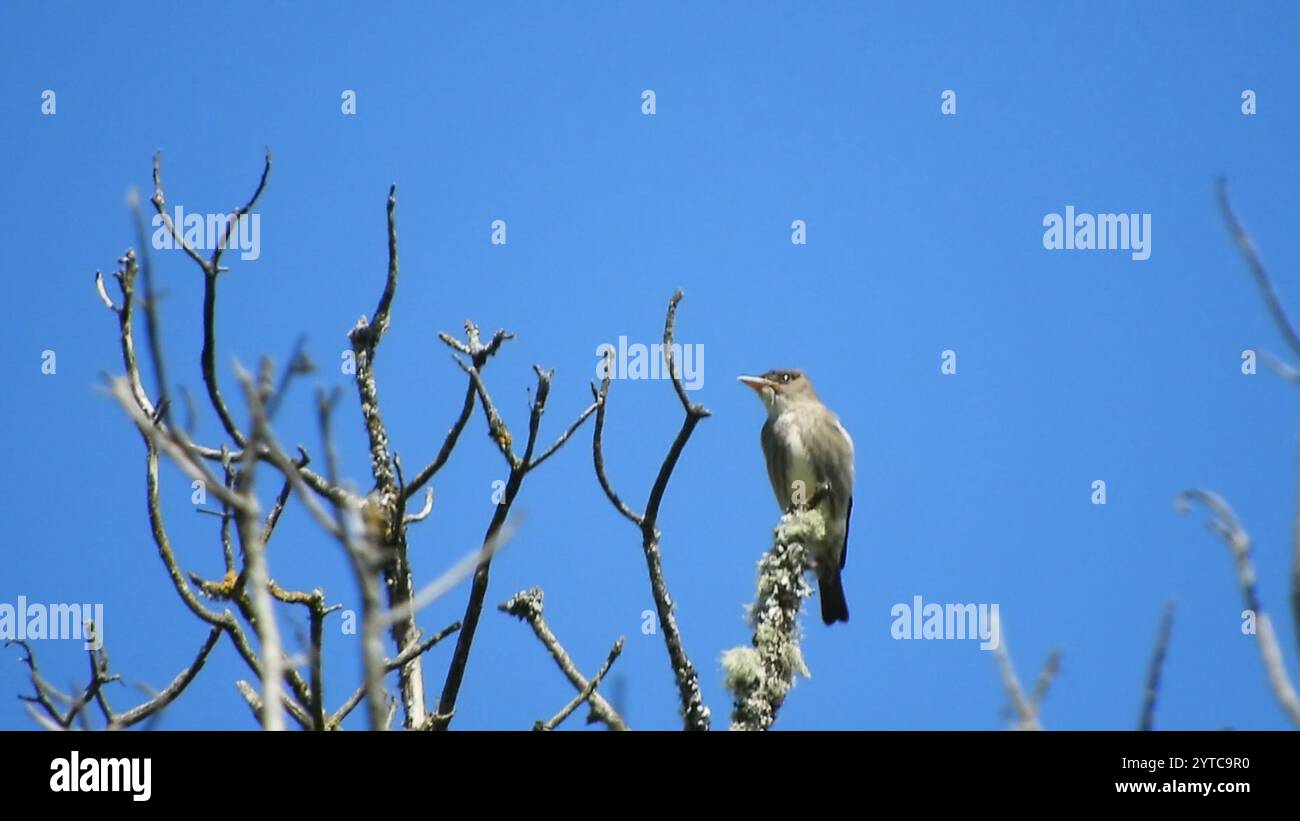 Olive-sided Flycatcher (Contopus cooperi Stock Photo - Alamy