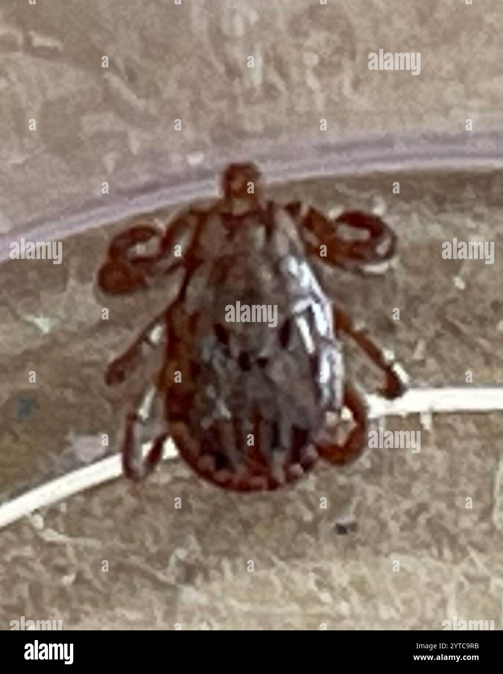 Pacific Coast Tick (Dermacentor occidentalis Stock Photo - Alamy