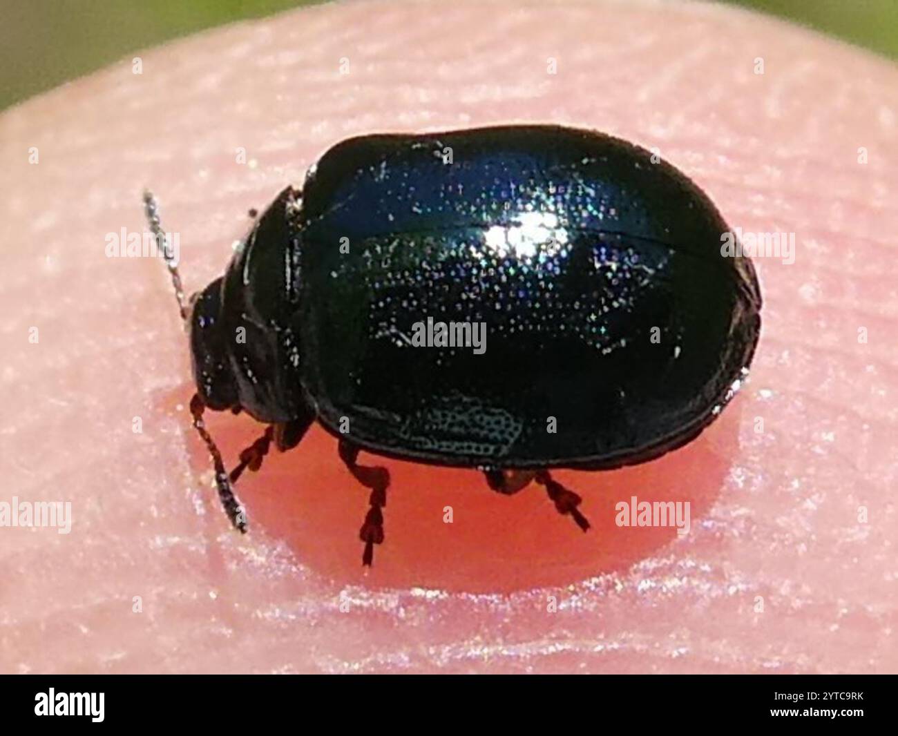 Willow Leaf Beetle (Plagiodera versicolora Stock Photo - Alamy