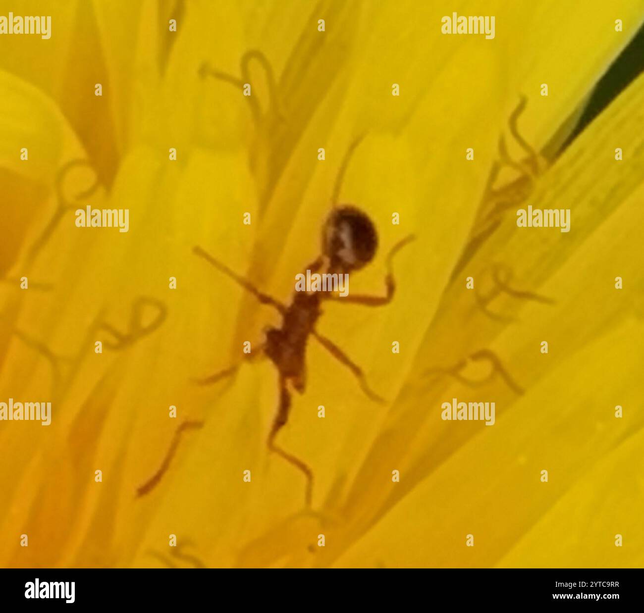 European fire ant myrmica rubra hi-res stock photography and images - Alamy