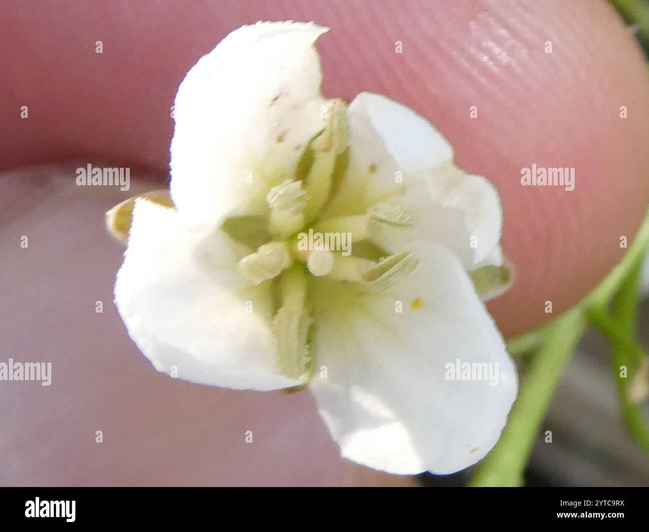 Two-leaved Toothwort (Cardamine diphylla Stock Photo - Alamy