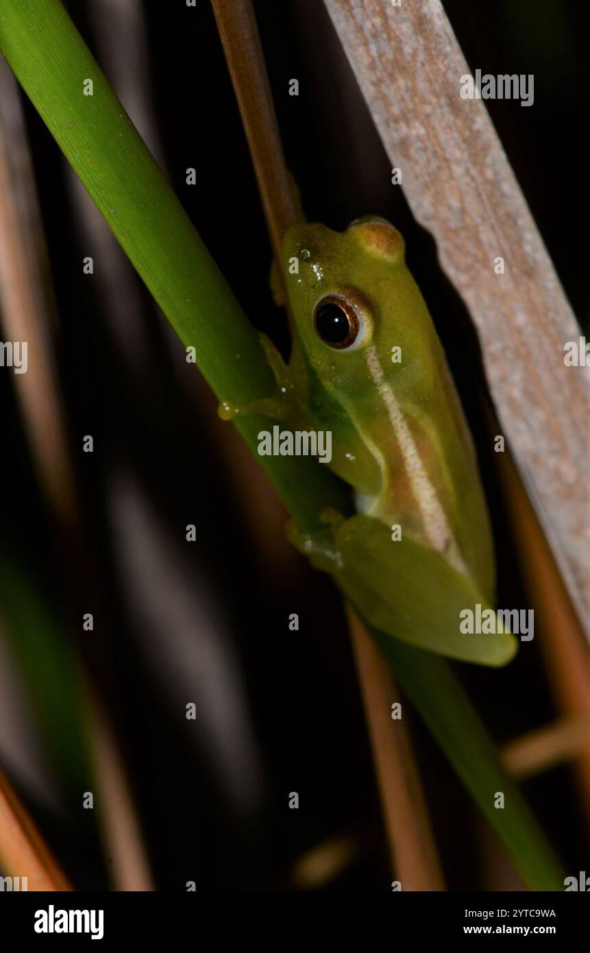 Sharp-headed Reed Frog (Hyperolius microps Stock Photo - Alamy