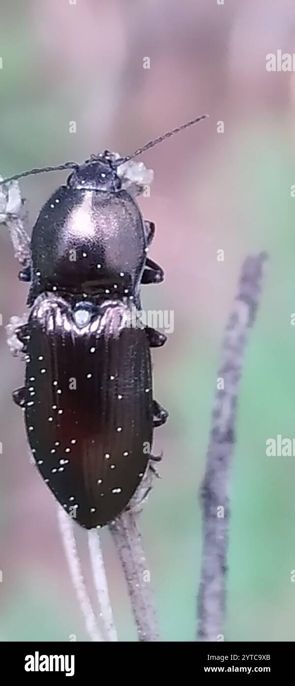 green click beetle (Selatosomus aeneus Stock Photo - Alamy
