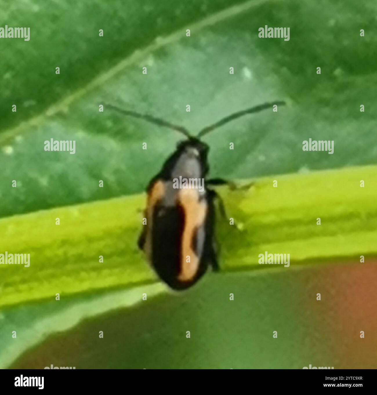 Phyllotreta striolata hi-res stock photography and images - Alamy