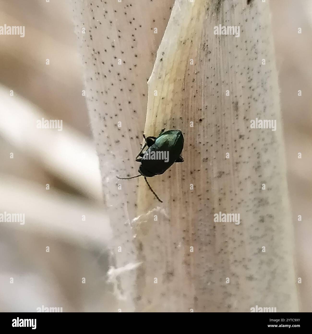Flea Beetles (Alticini Stock Photo - Alamy