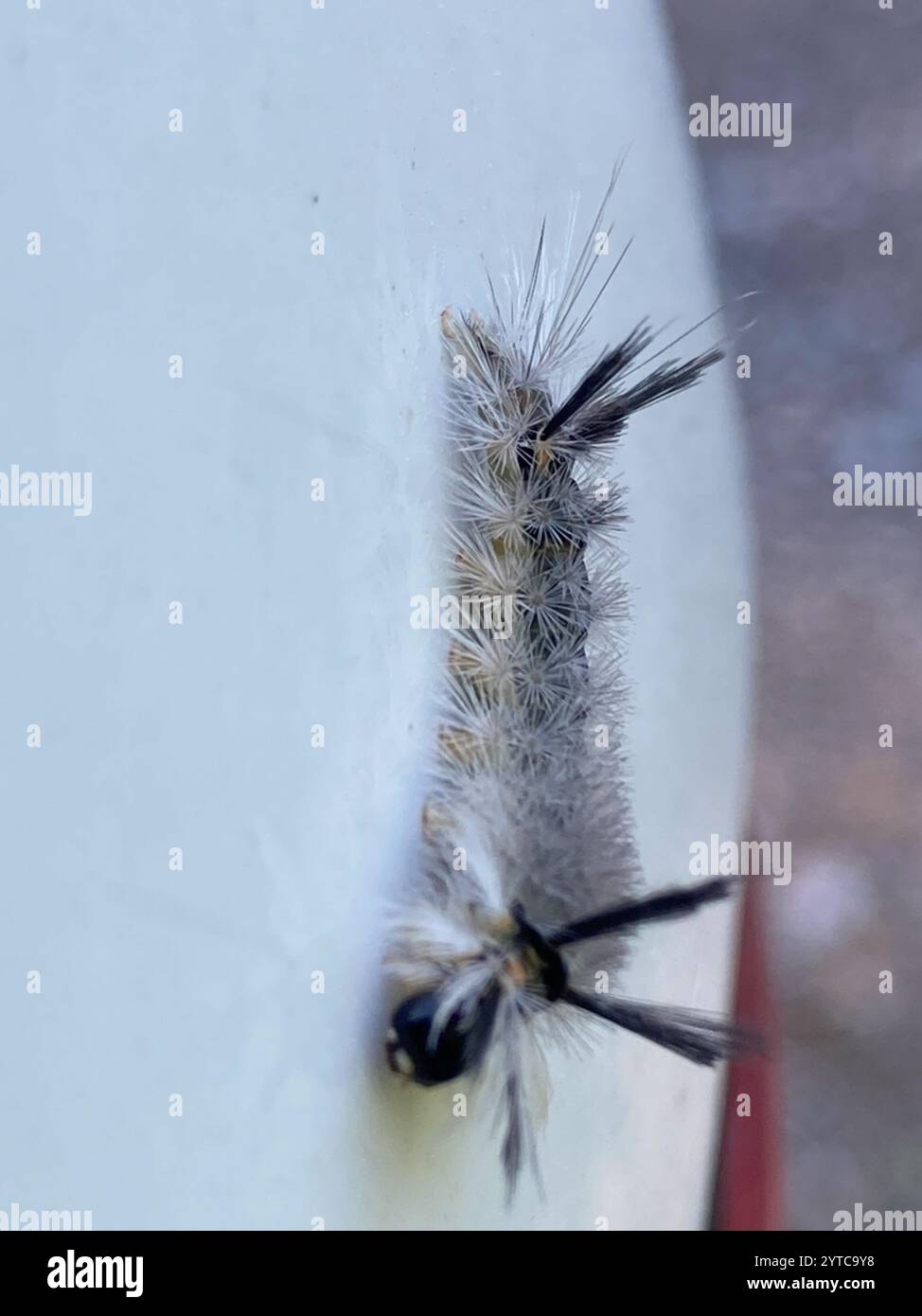 Banded Tussock Moth (Halysidota tessellaris Stock Photo - Alamy
