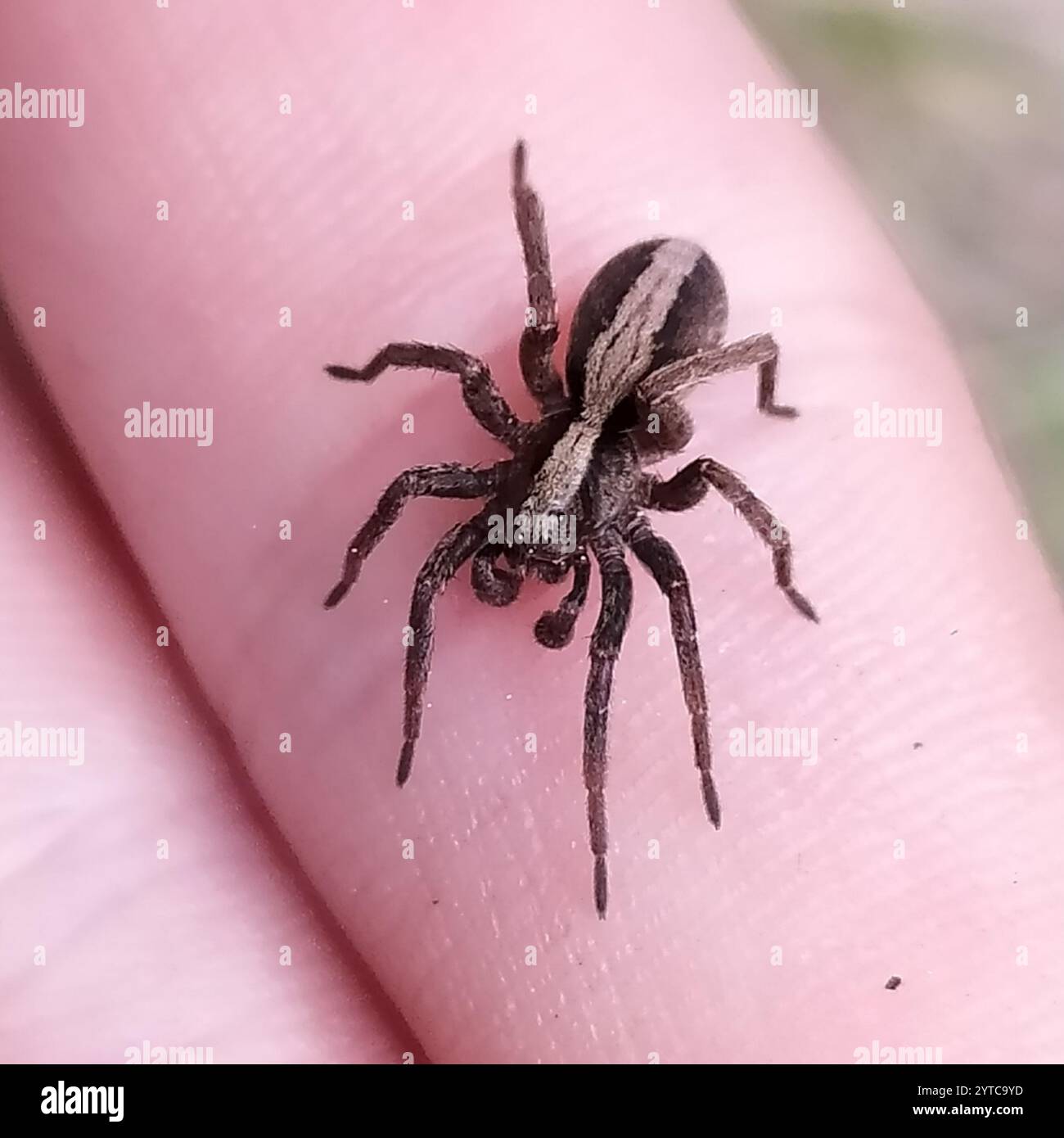 Fox Spiders (Alopecosa Stock Photo - Alamy