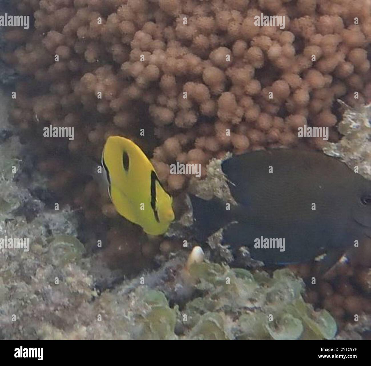Indian Teardrop Butterflyfish (Chaetodon interruptus Stock Photo - Alamy