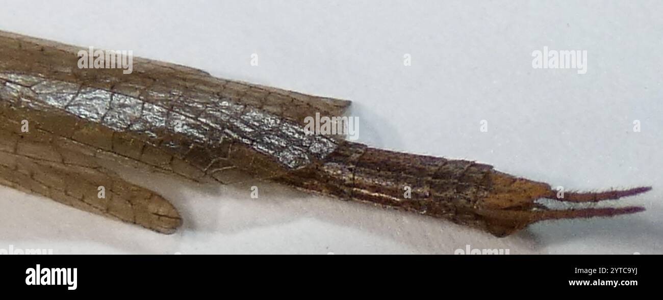 American Grass Mantis (Thesprotia graminis Stock Photo - Alamy