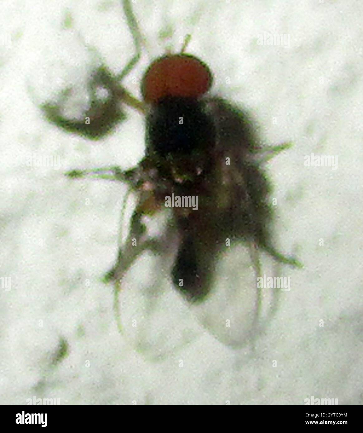 Black Flies (Simuliidae Stock Photo - Alamy