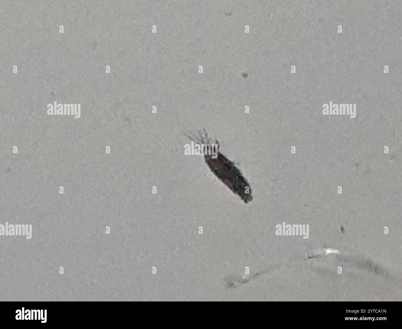 Winged and Once-winged Insects (Pterygota Stock Photo - Alamy