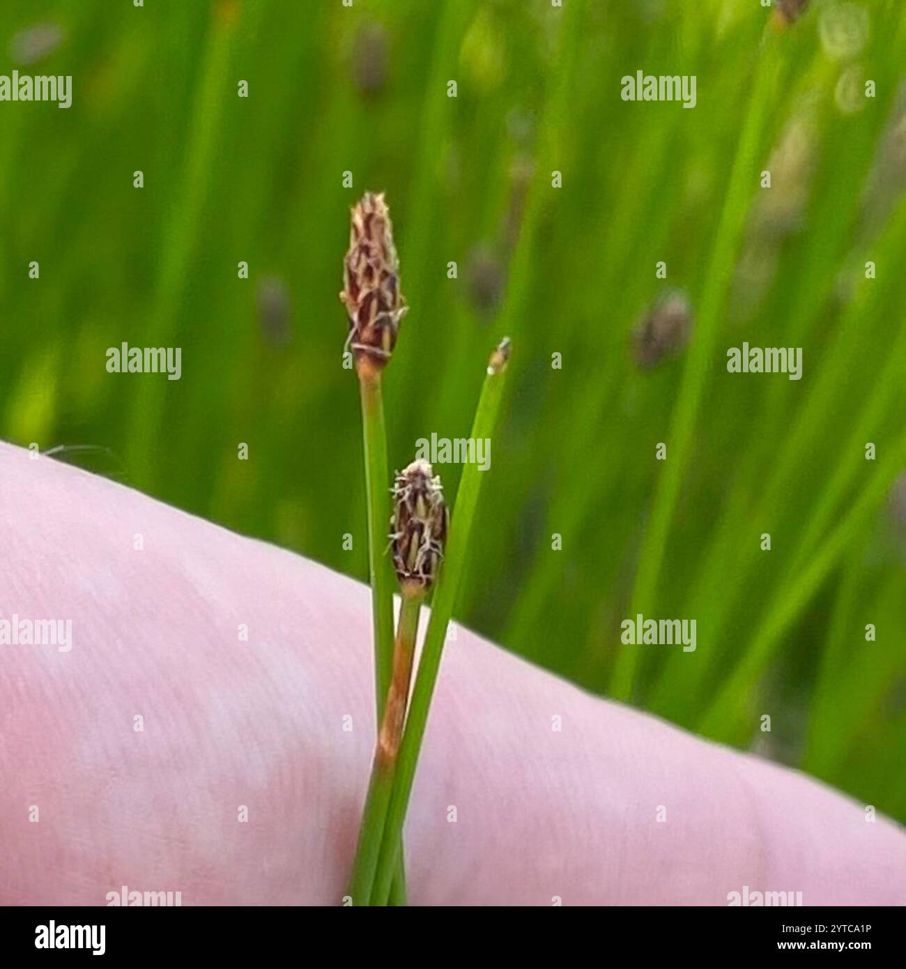 Blunt Spikerush (Eleocharis obtusa Stock Photo - Alamy