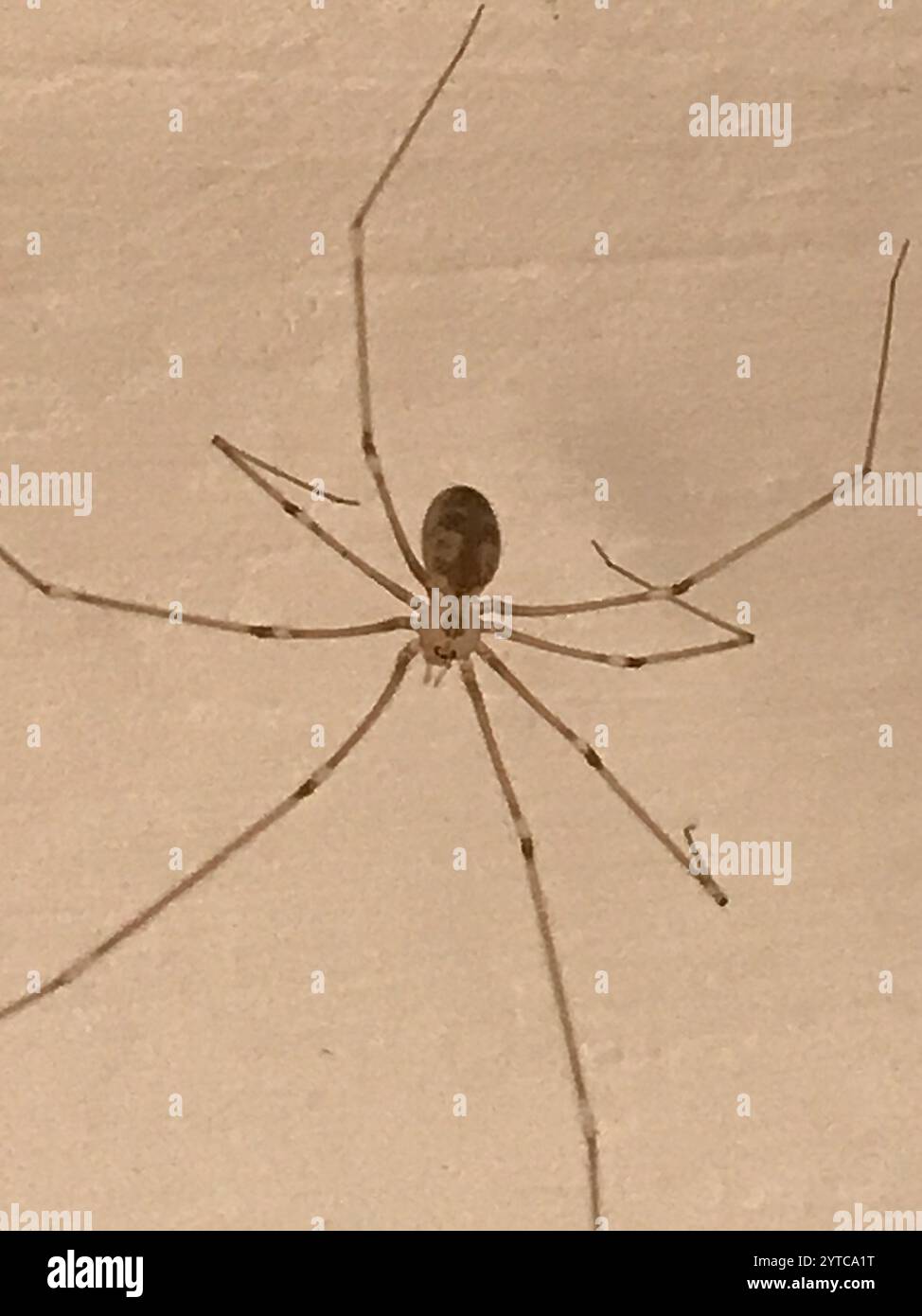 Long-bodied Cellar Spider (Pholcus phalangioides Stock Photo - Alamy