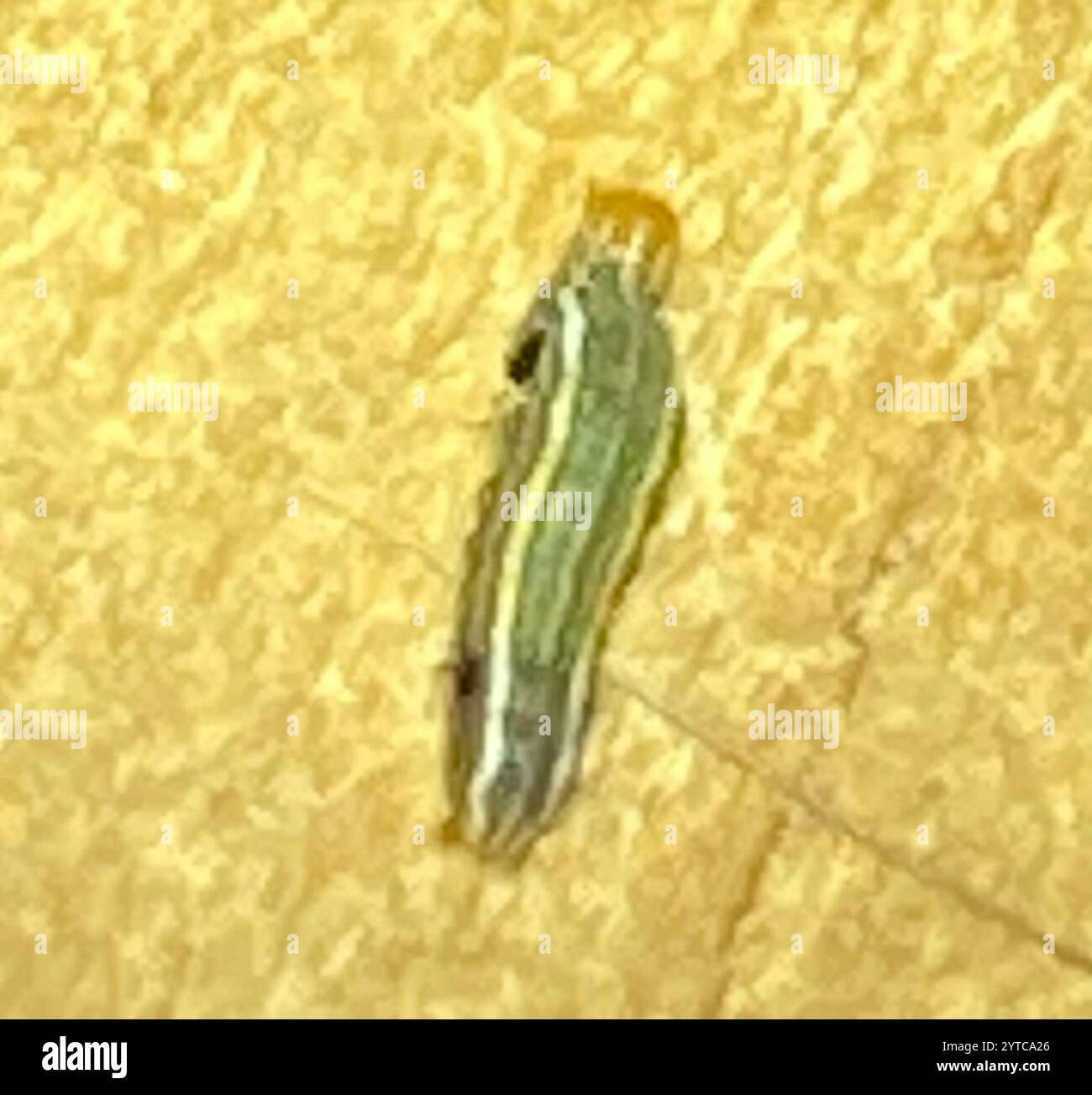 Armyworm Moths (Spodoptera Stock Photo - Alamy