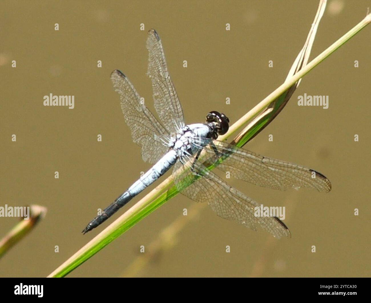 Eastern Blacktail (Nesciothemis farinosa Stock Photo - Alamy
