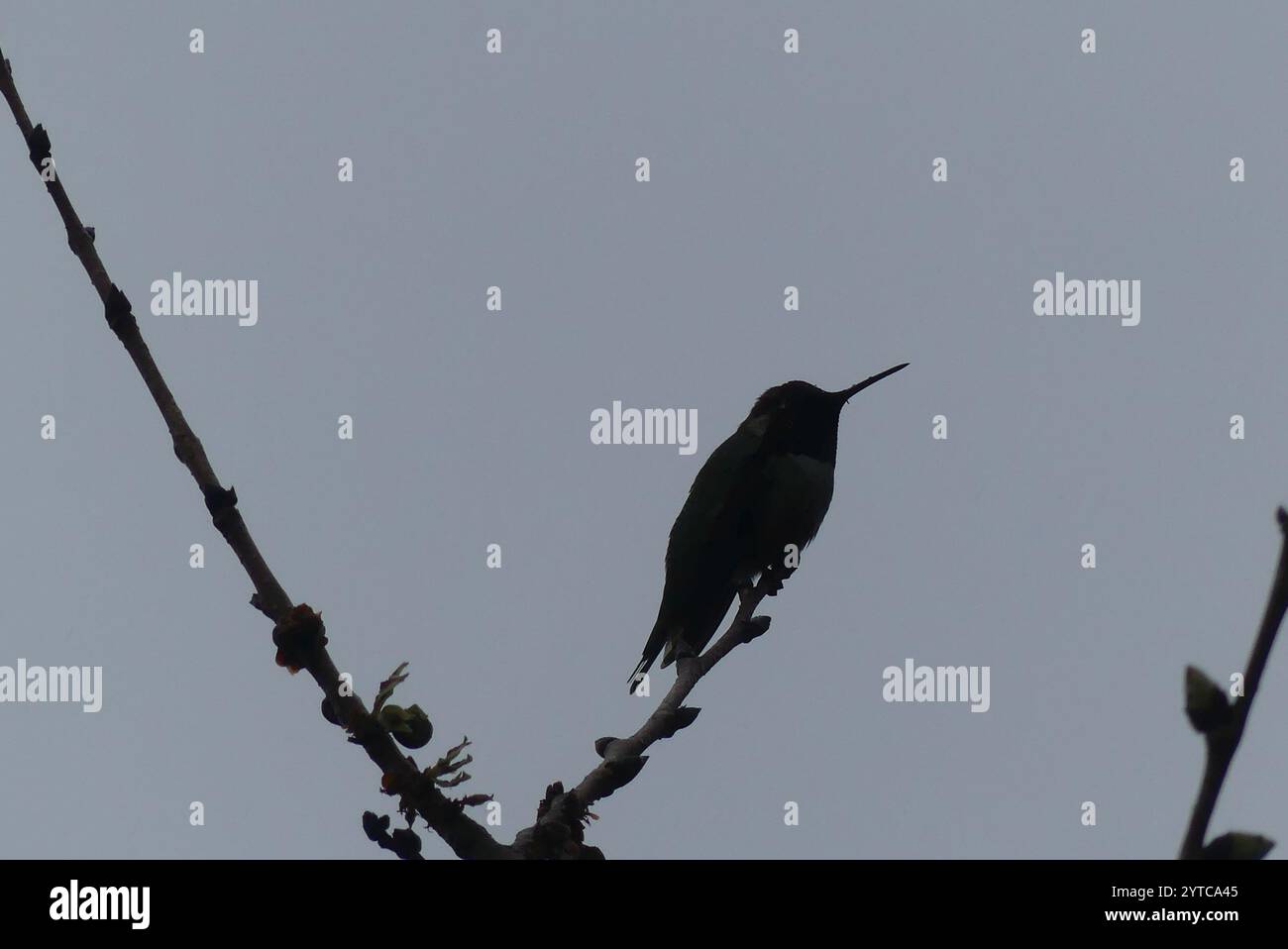 Anna's Hummingbird (Calypte anna Stock Photo - Alamy
