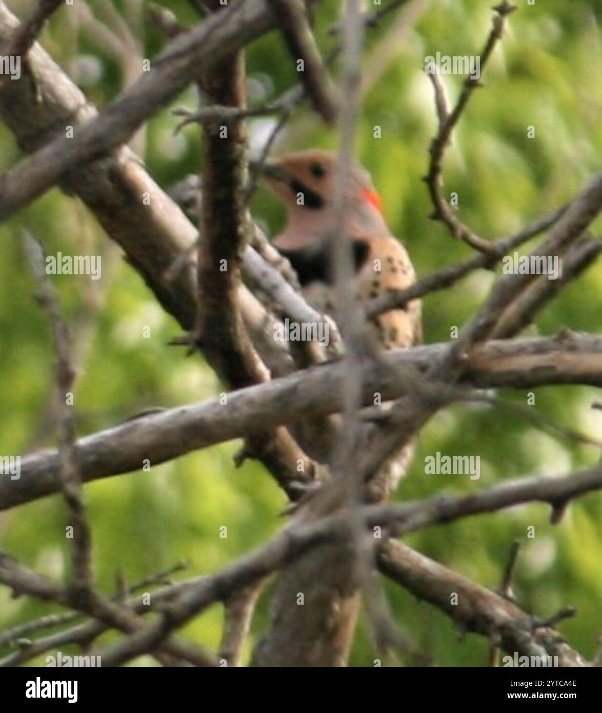 Northern Flicker (Colaptes auratus Stock Photo - Alamy