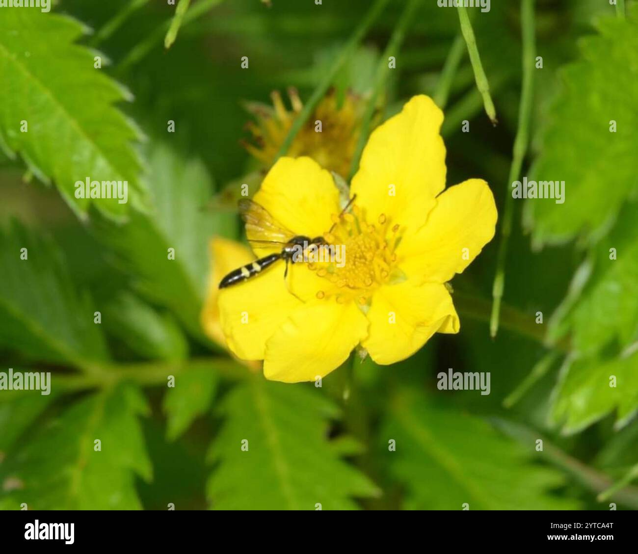 Club-horned Wasps (Sapygidae Stock Photo - Alamy