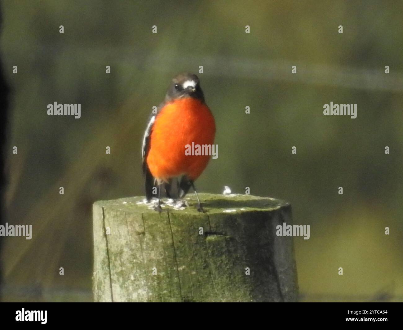 Flame Robin (Petroica phoenicea Stock Photo - Alamy