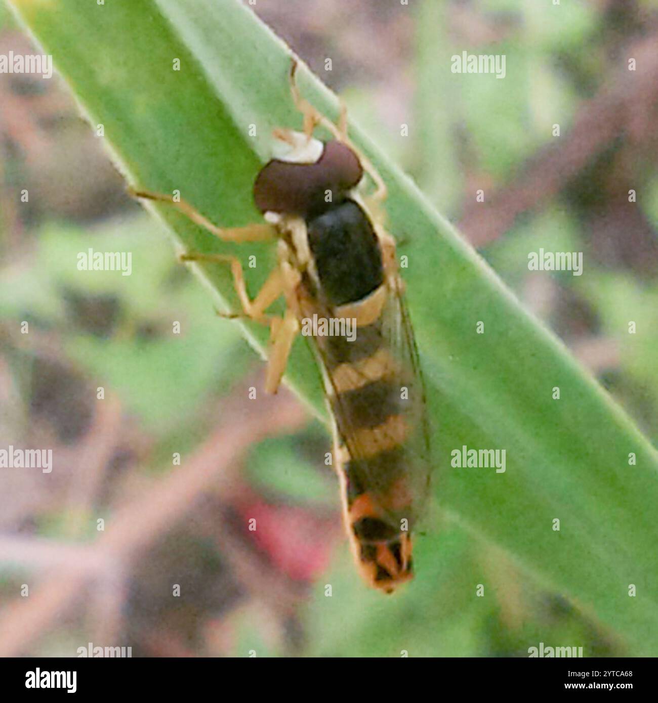 Common Globetail (Sphaerophoria scripta Stock Photo - Alamy