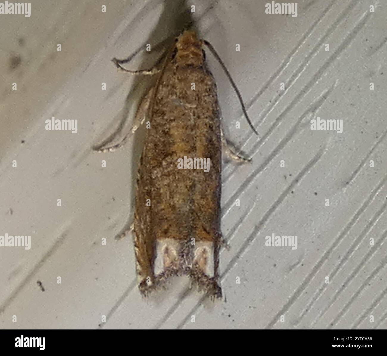 Epiblema hi-res stock photography and images - Alamy