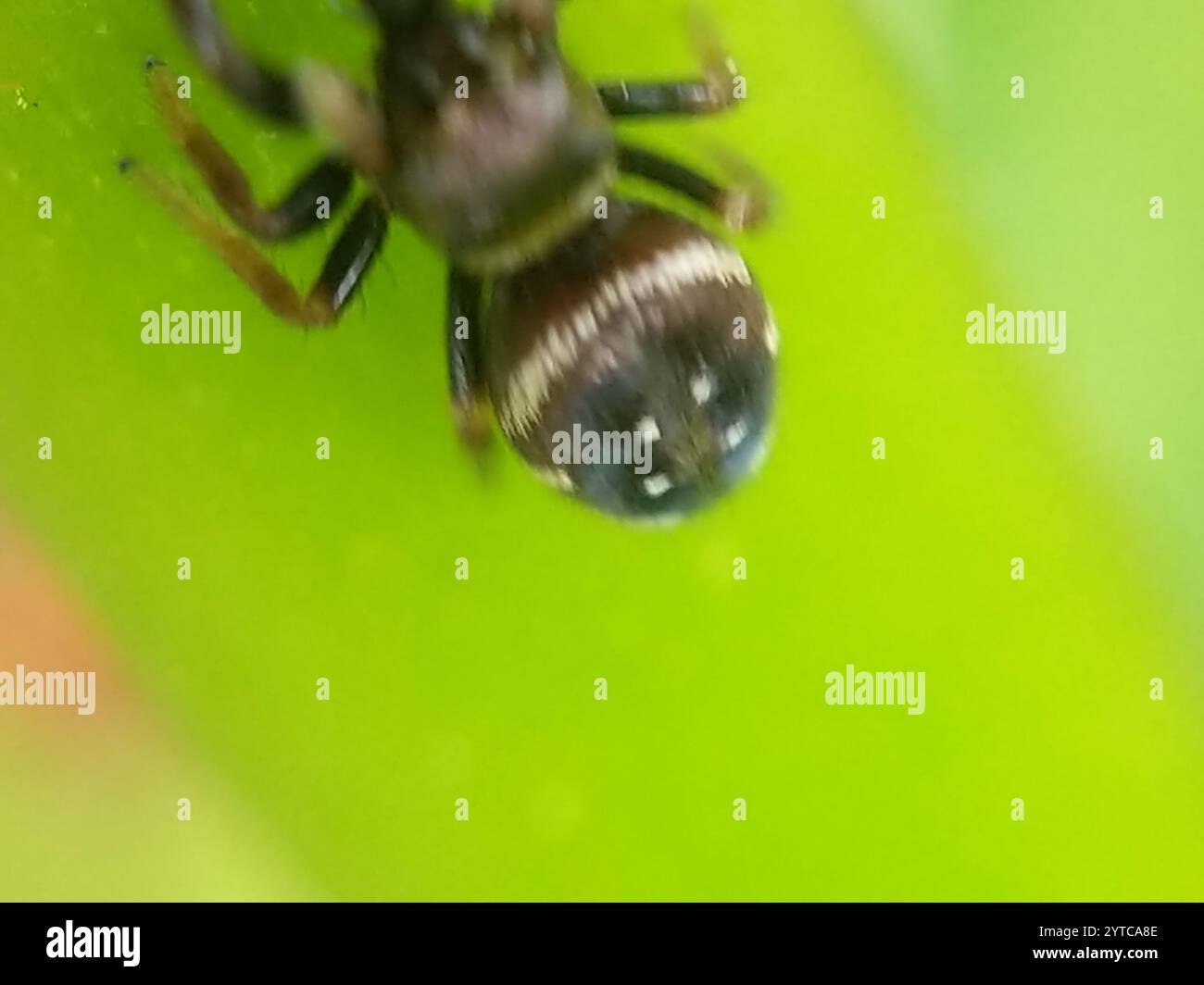 Golden Jumping Spider (Paraphidippus aurantius Stock Photo - Alamy