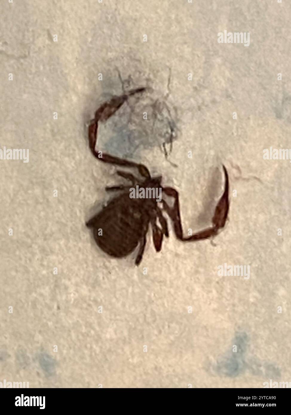 Chelifer hi-res stock photography and images - Alamy