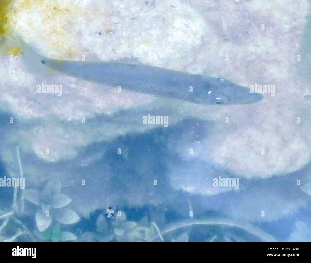 Pike Topminnow (Belonesox belizanus Stock Photo - Alamy