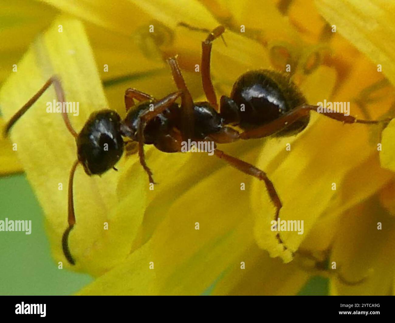 New World Black Ant (Formica neogagates Stock Photo - Alamy