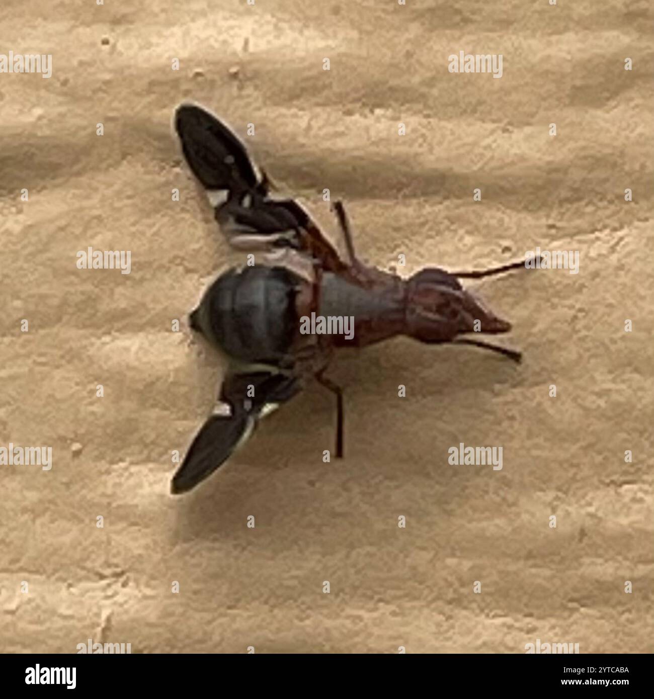 Common Picture-winged Fly (Delphinia picta Stock Photo - Alamy